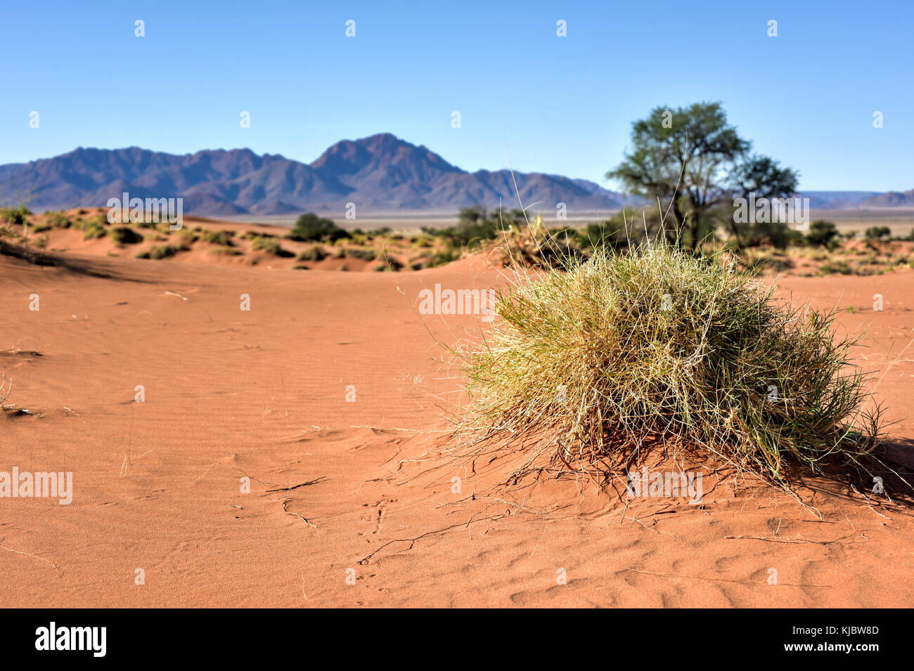 Desert landscape in the NamibRand Nature Reserve in Namibia Stock Photo ...