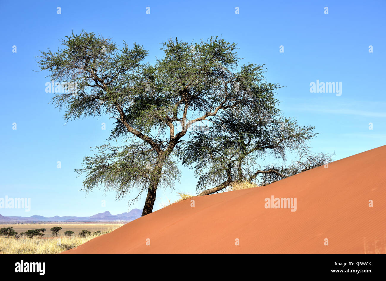 Desert landscape in the NamibRand Nature Reserve in Namibia Stock Photo ...