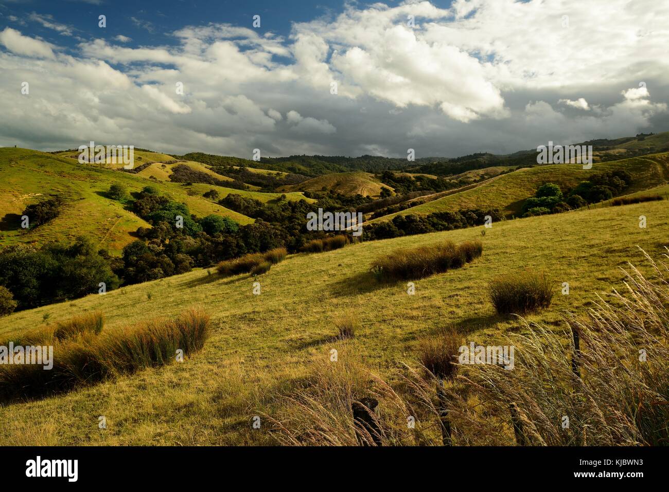 Landscape New Zealand meadows with grass Stock Photo - Alamy