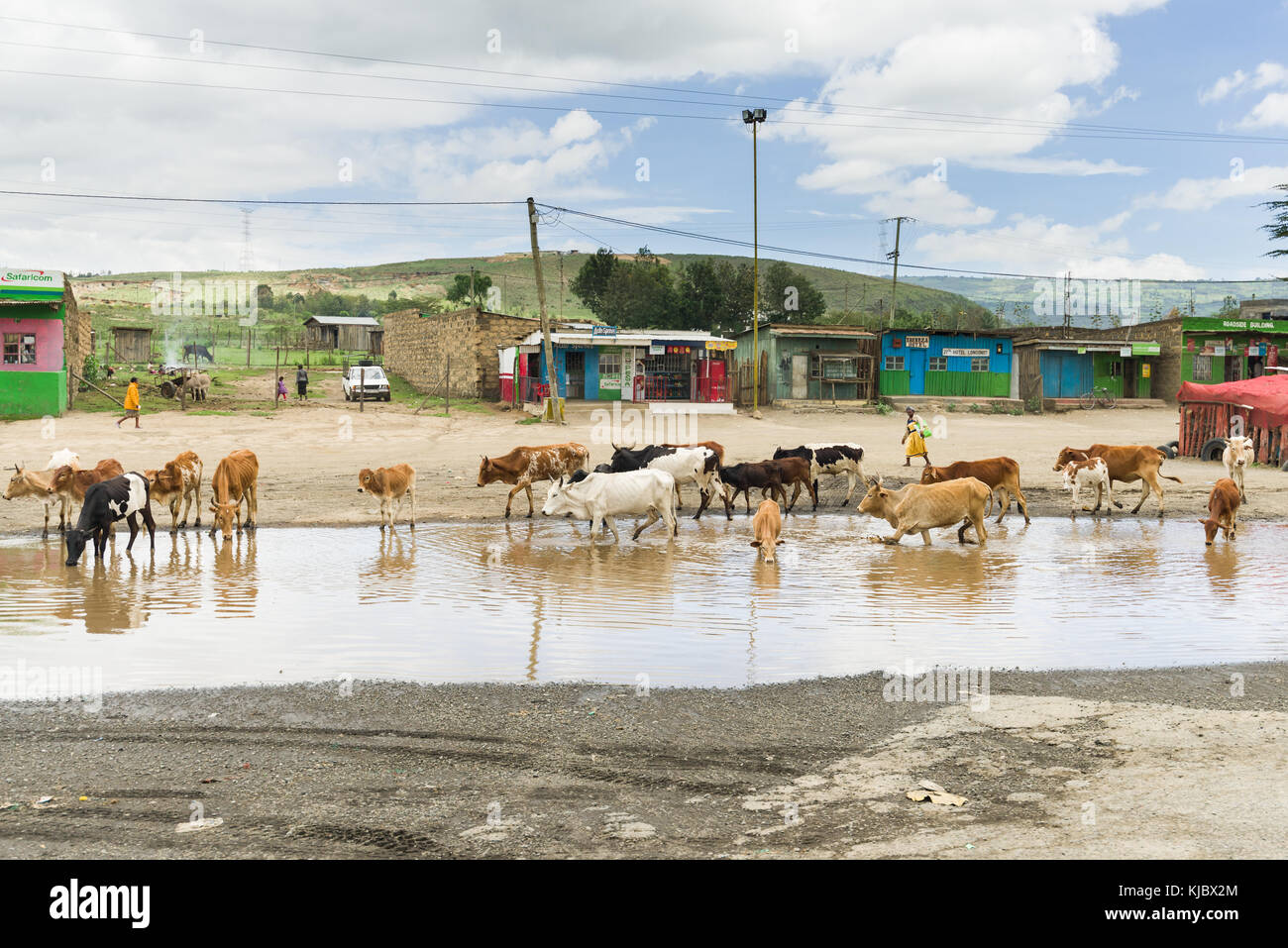 A herd of cows standing and drinking in rain water by the roadside in a ...