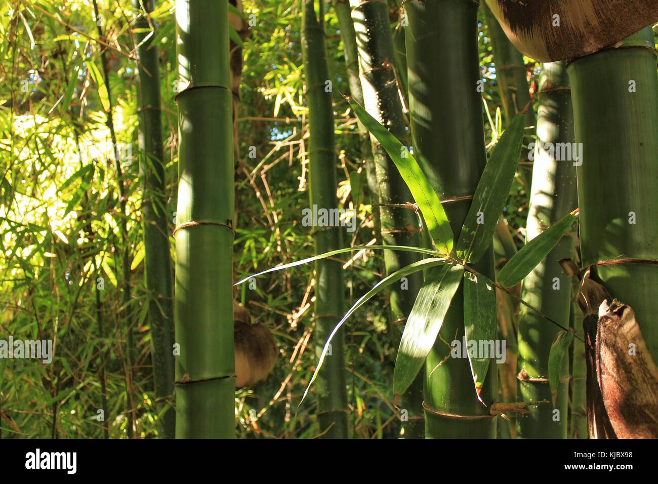 Bamboo labyrinth hi-res stock photography and images - Alamy