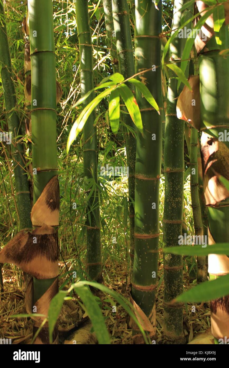 Green bamboo trunks Stock Photo - Alamy