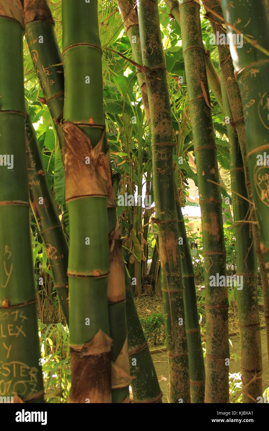 Green bamboo trunks Stock Photo - Alamy