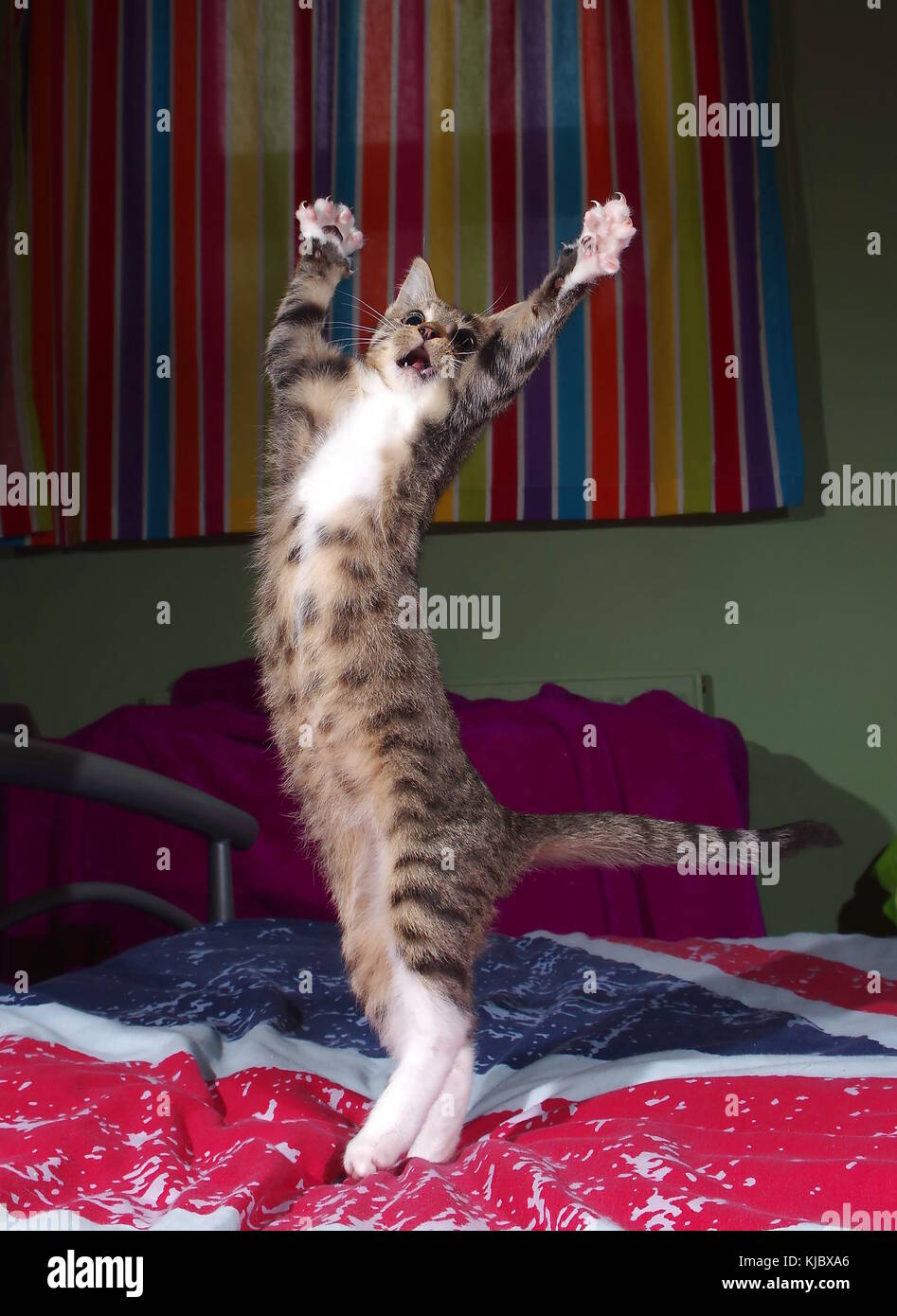 Tabby kitten jumping on bed Stock Photo - Alamy