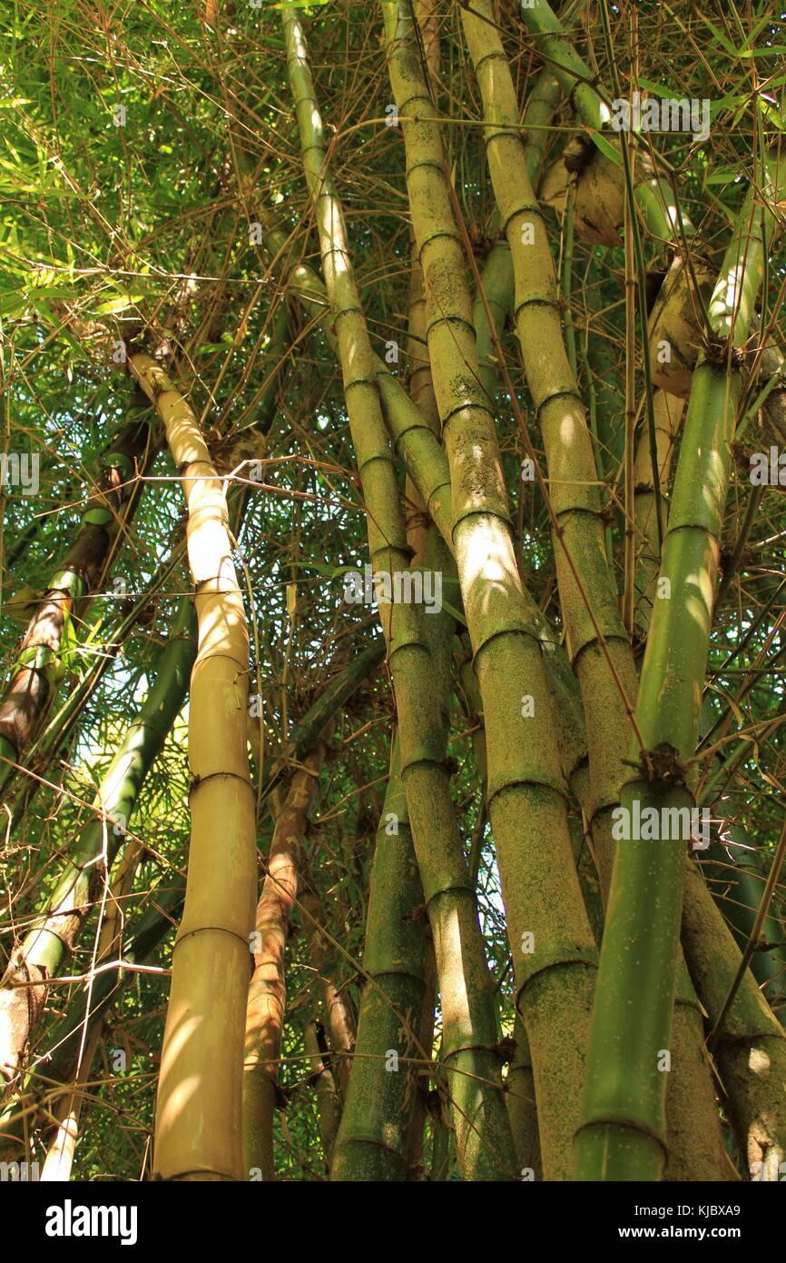 Green bamboo trunks Stock Photo - Alamy