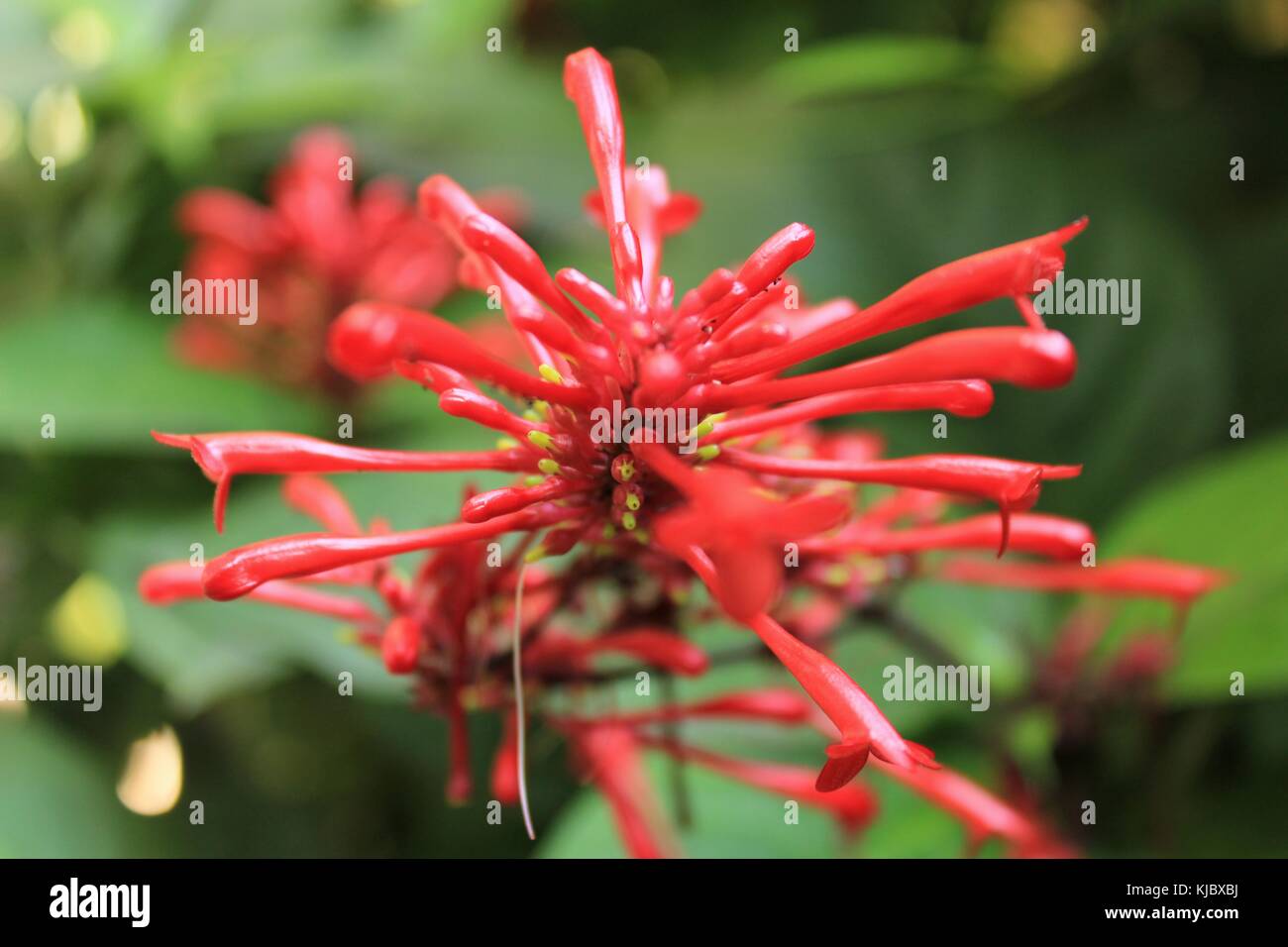 Exotic red flower in the forest Stock Photo - Alamy