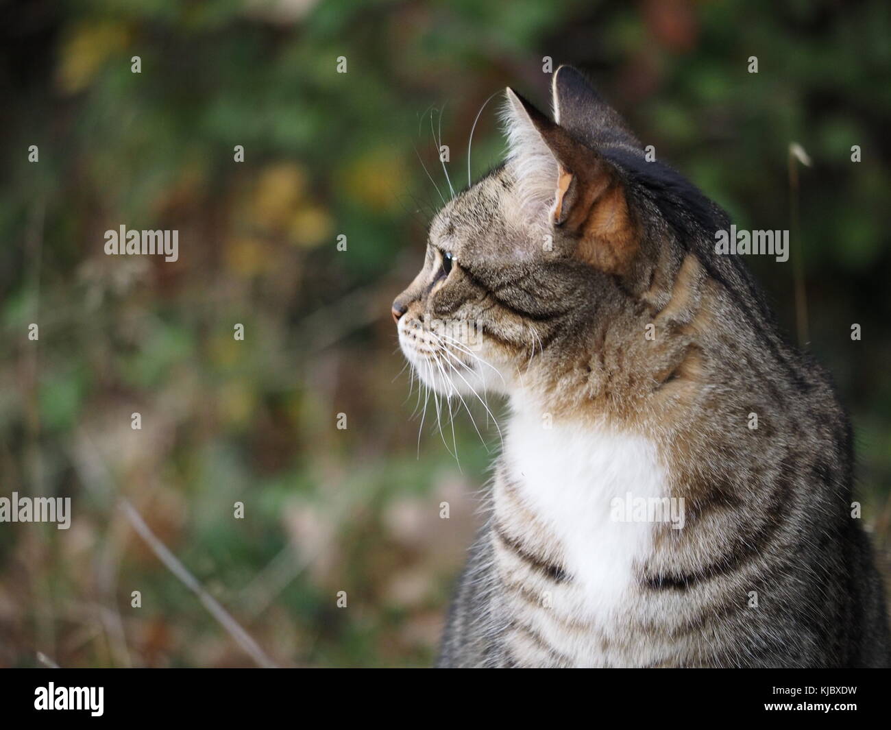 Cat looking into distance hi-res stock photography and images - Alamy