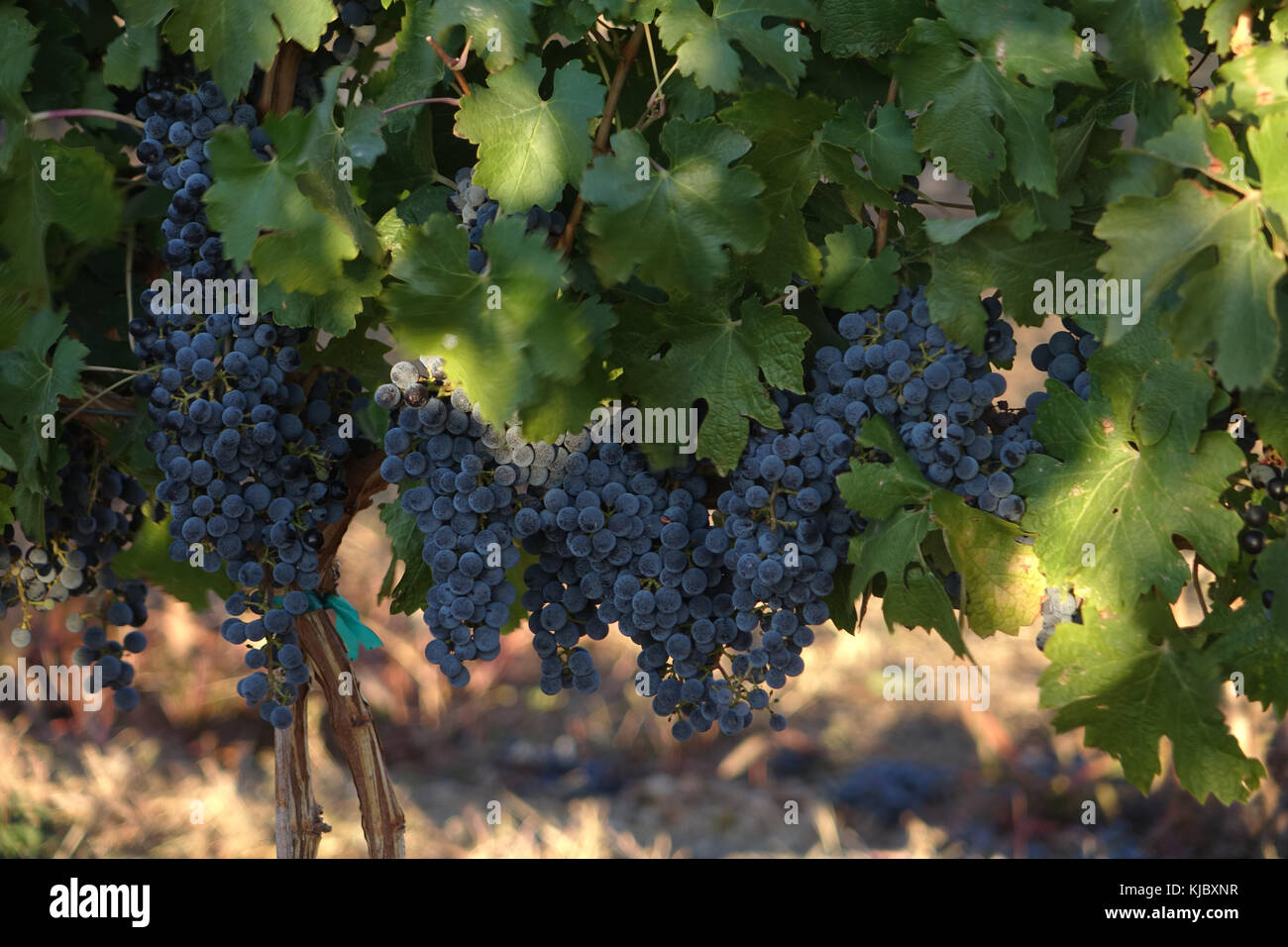 abernet Sauvignon is one of the world's most widely recognized red wine ...