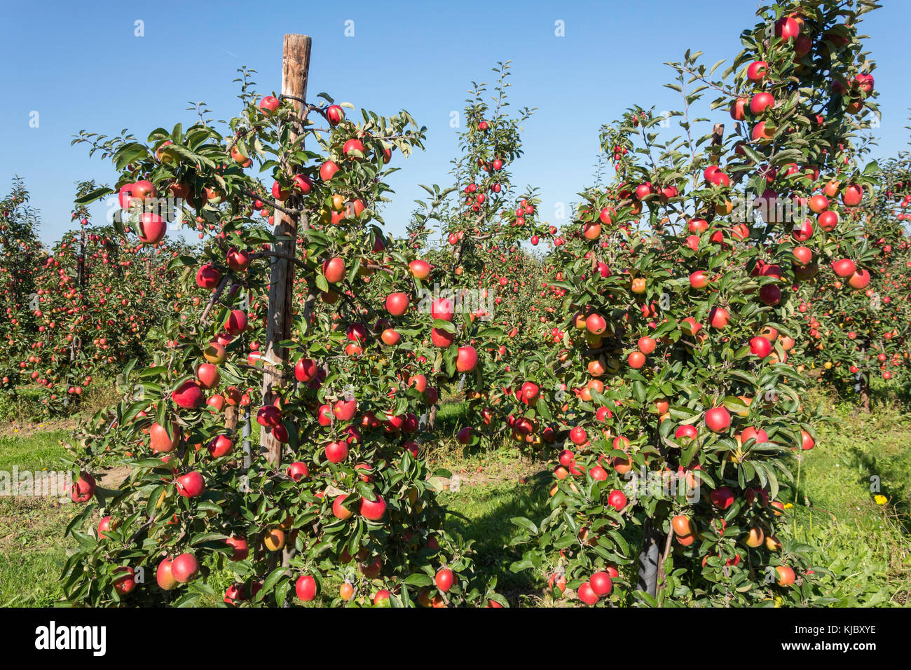 Rows of apple trees in orchard, near Ash Village, Kent, England, United ...