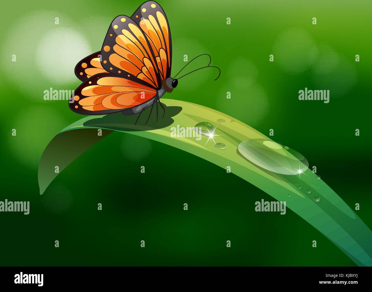 Close up green butterfly Stock Vector Images - Alamy