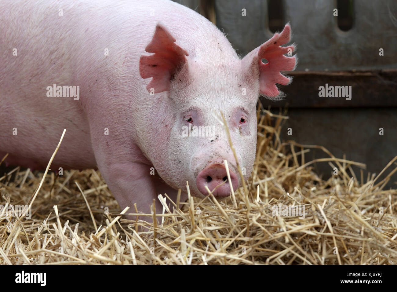 Extreme close up of a pink colored young pig sow Stock Photo - Alamy