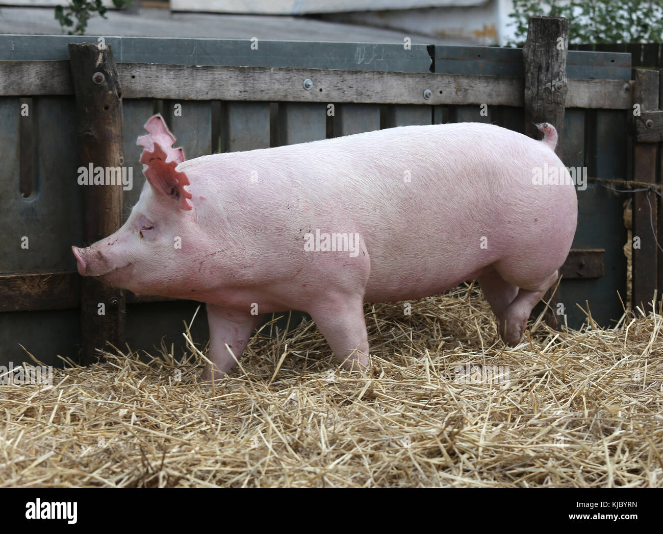 Beautiful young pig breeding at a bio animal farm Stock Photo - Alamy