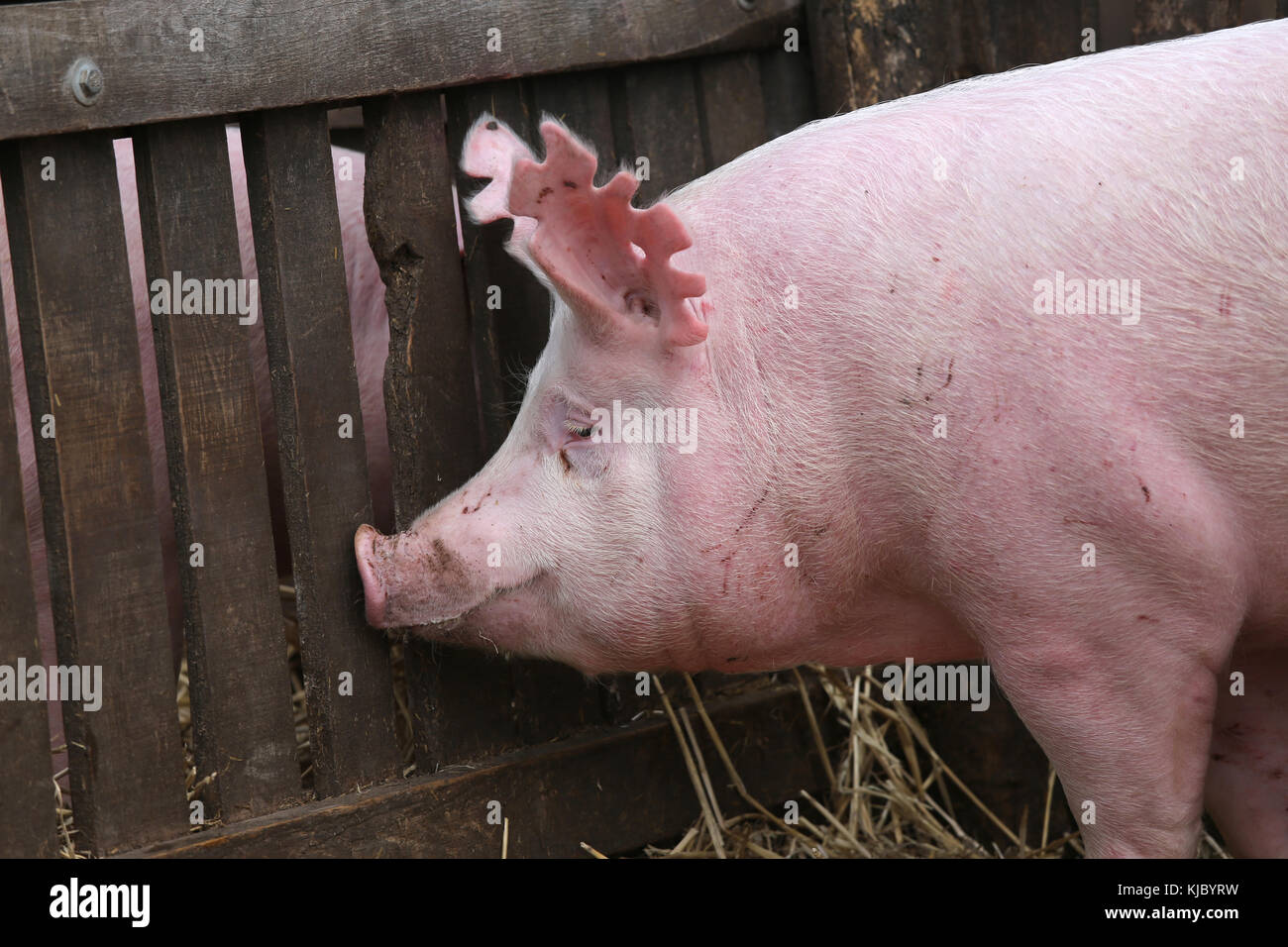 Side view portrait of a pink colored pig sow Stock Photo - Alamy