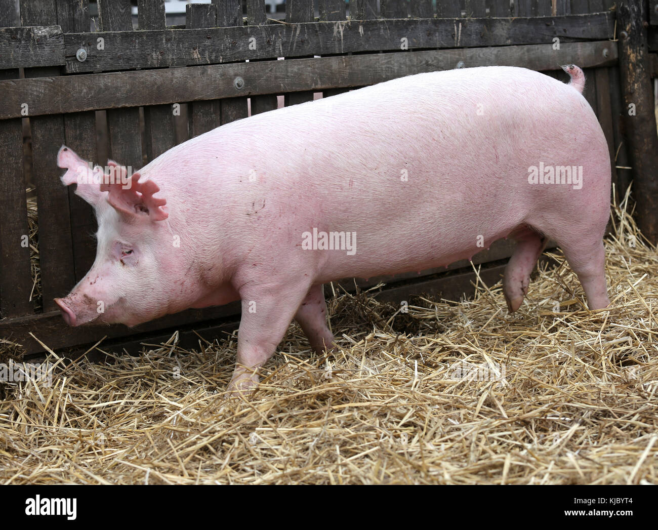 Pink colored domestic pig breeding at animal farm Stock Photo - Alamy