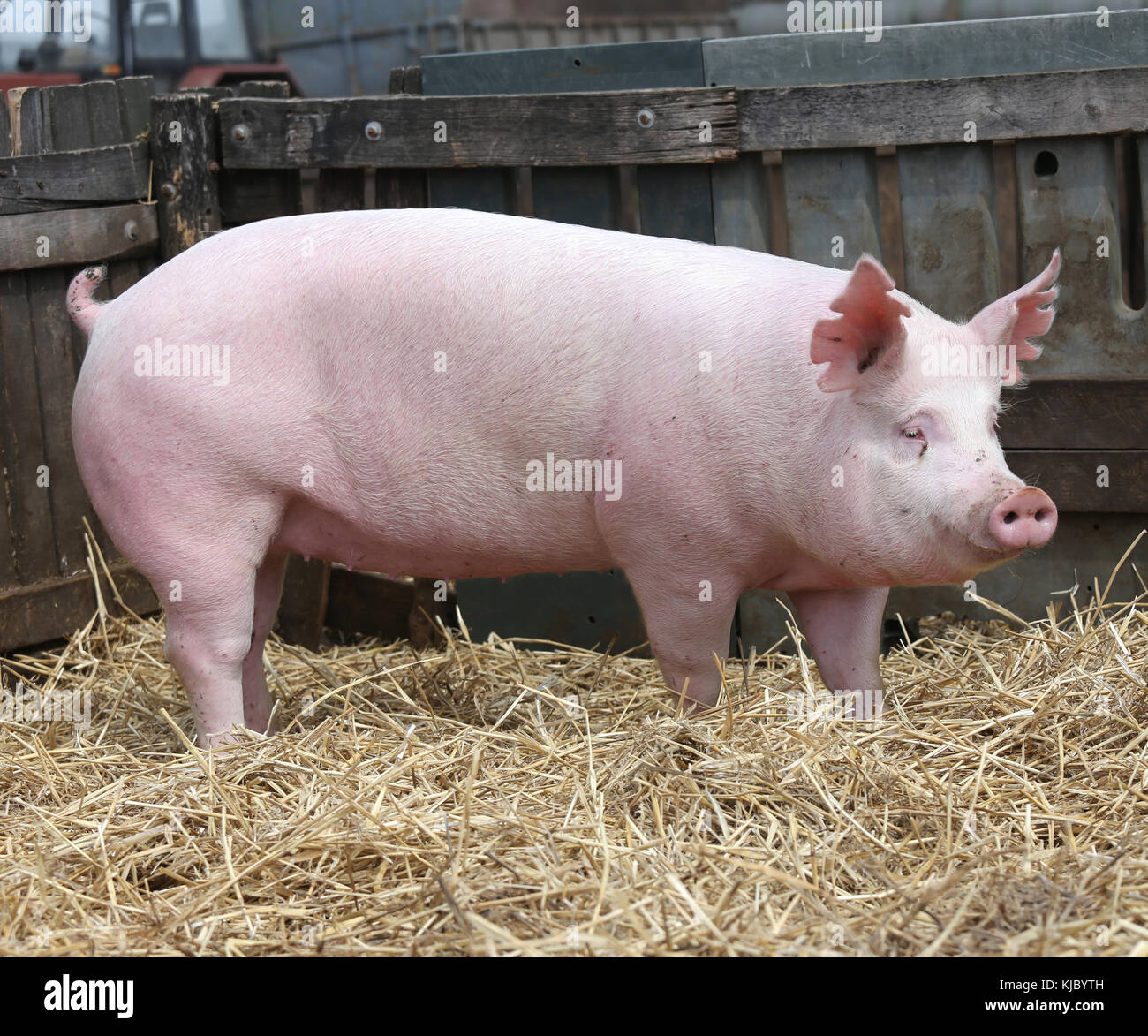 Side view portrait of a pink colored pig sow Stock Photo - Alamy