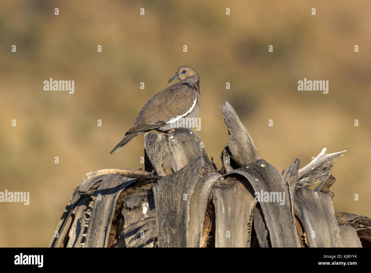 White-winged dove in the Coachella Valley Preserve, Riverside County ...