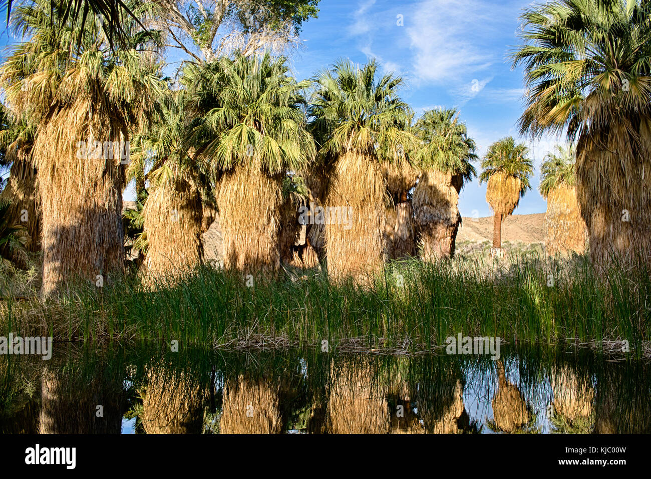 Palm frond desert california palms hi-res stock photography and images ...