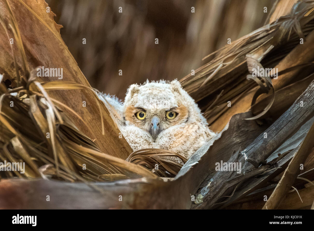 Great Horned Owl nestling in the Thousand Palms Oasis Preserve ...