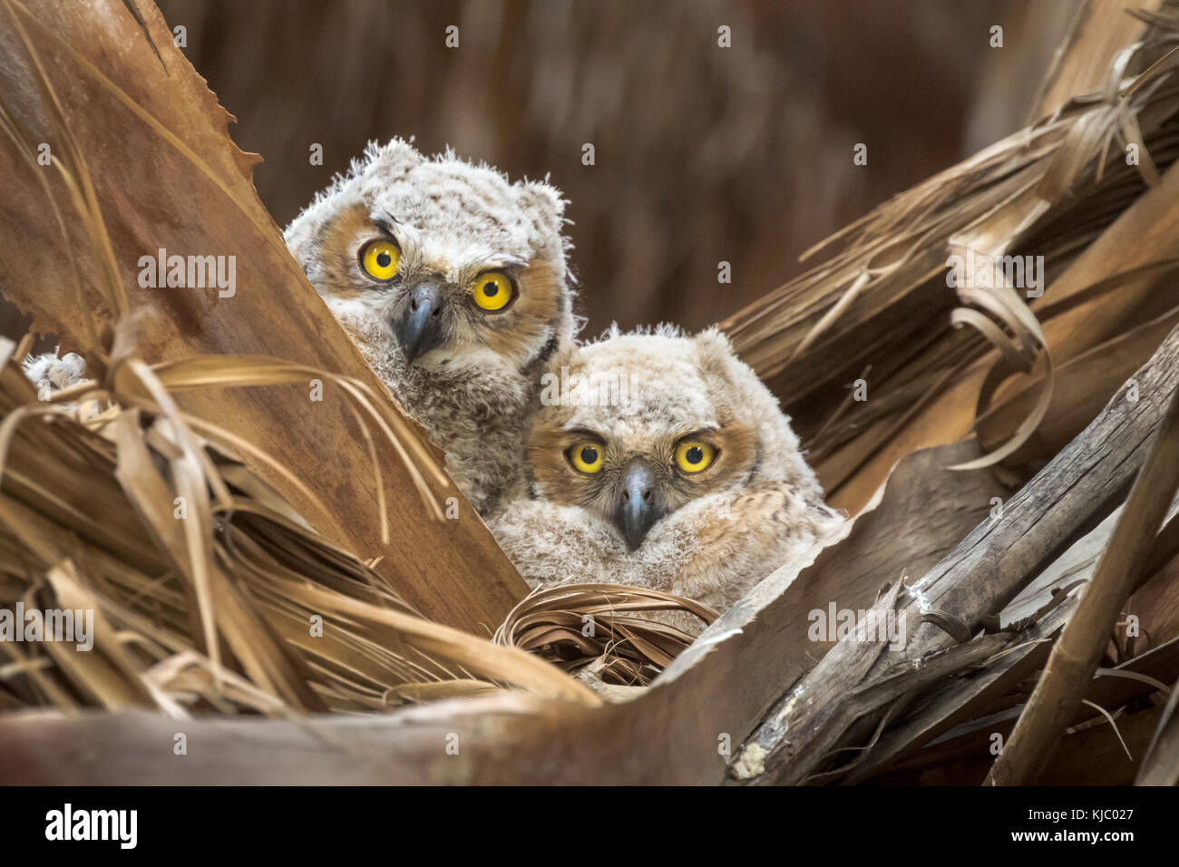 Great Horned Owl nestlings in the Thousand Palms Oasis Preserve ...