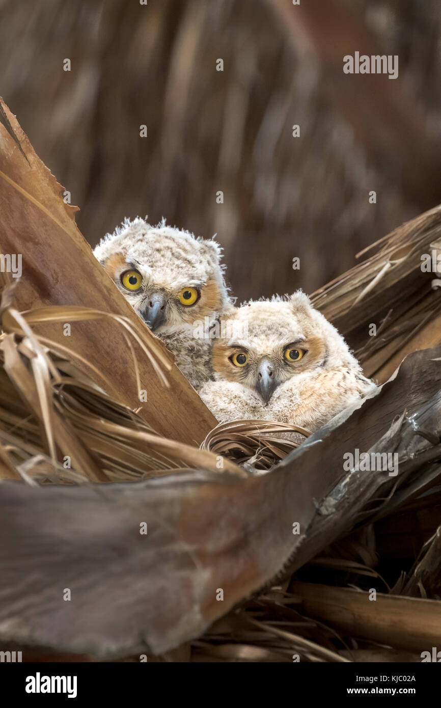 Great Horned Owl nestlings in the Thousand Palms Oasis Preserve ...