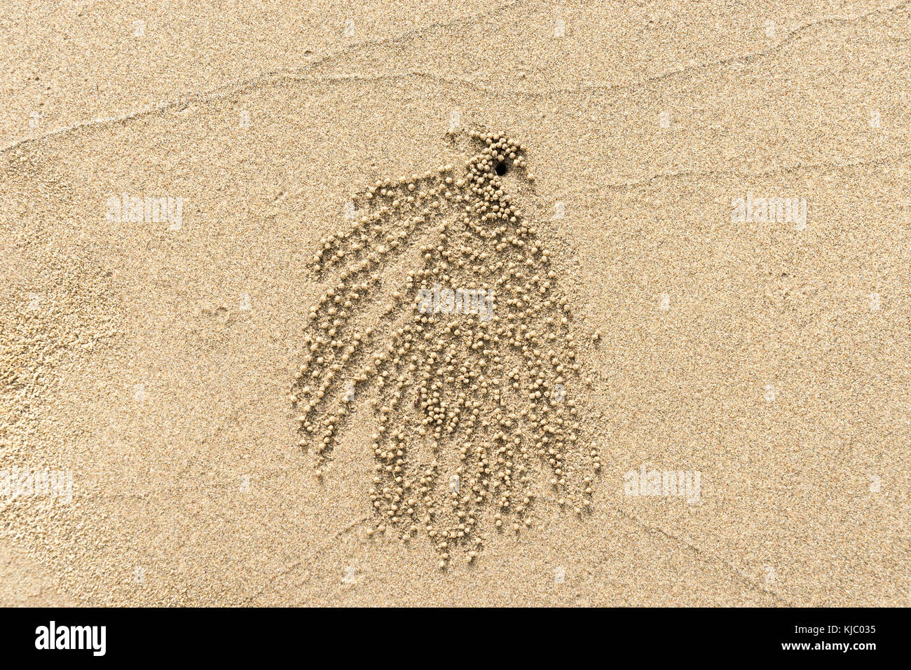 Sand crab patterns Stock Photo - Alamy