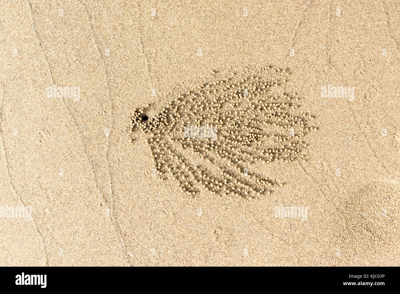 Sand crab patterns Stock Photo - Alamy