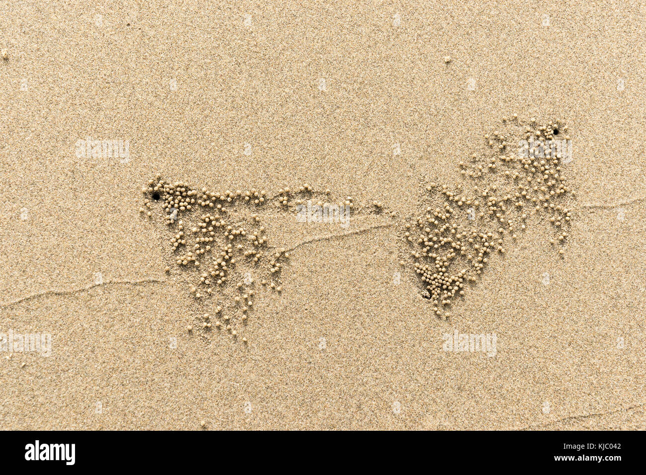 Sand crab patterns Stock Photo - Alamy