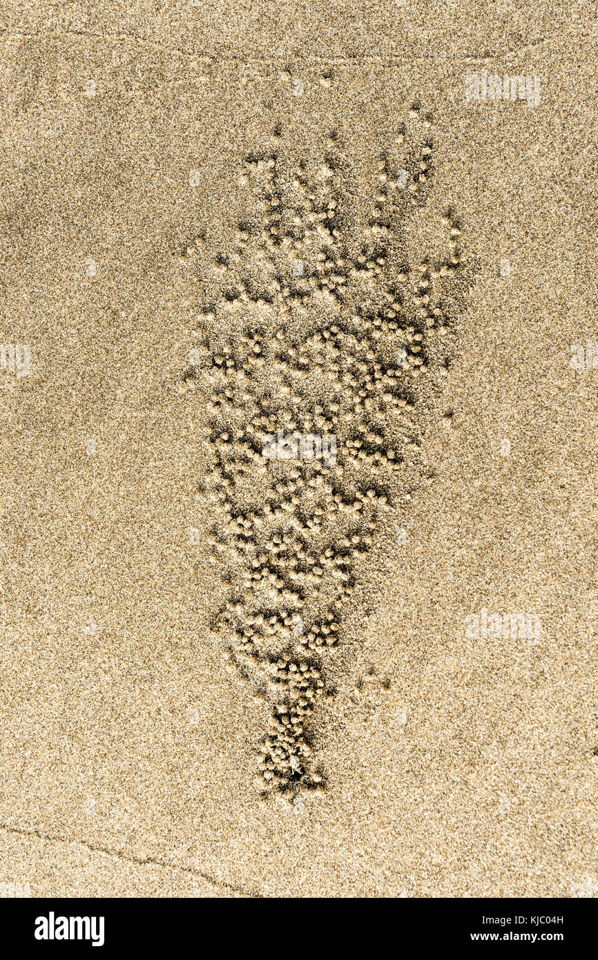 Sand crab patterns Stock Photo - Alamy