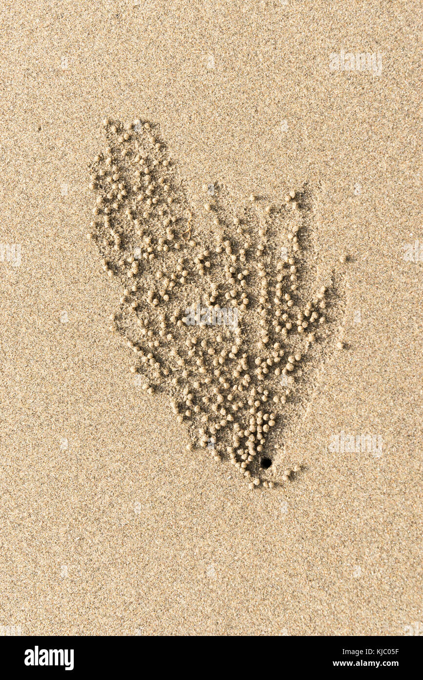 Sand crab patterns Stock Photo - Alamy