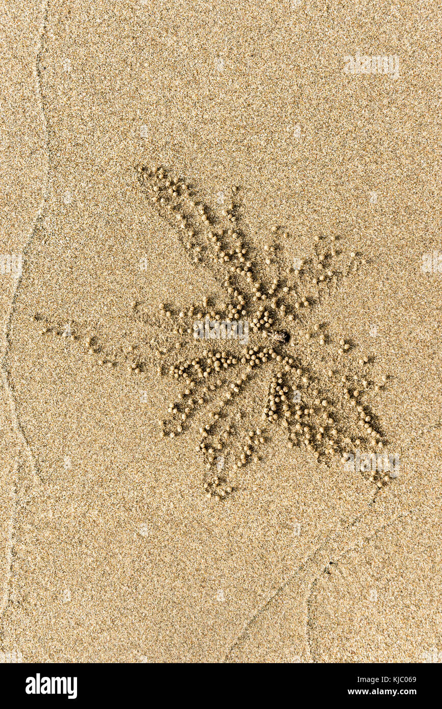 Sand crab patterns hi-res stock photography and images - Alamy