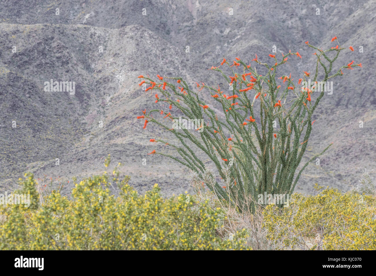 Ocotillo blooming in Joshua Tree National Park Stock Photo - Alamy