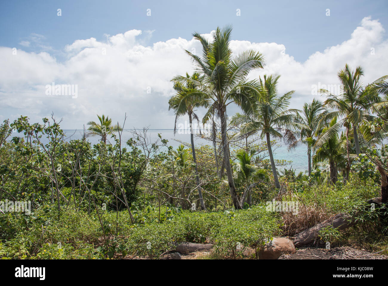 Stunning Pacific Ocean waters and lush, tropical greenery under a blue ...