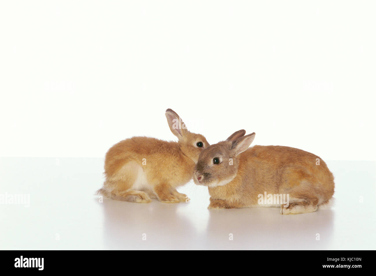 Images rabbits hi-res stock photography and images - Alamy