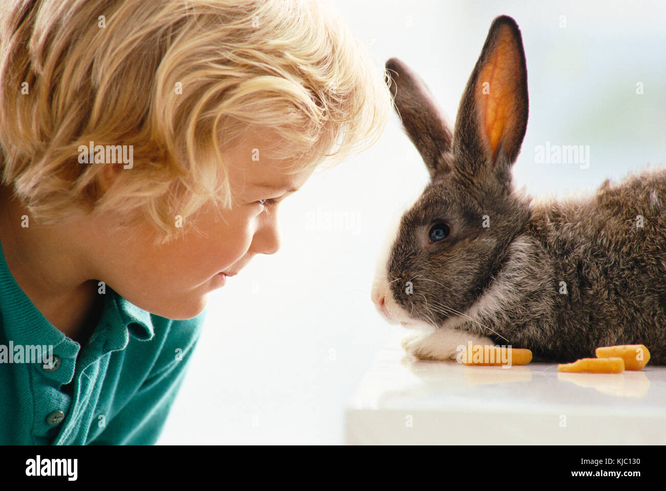 Boy with Rabbit Stock Photo - Alamy