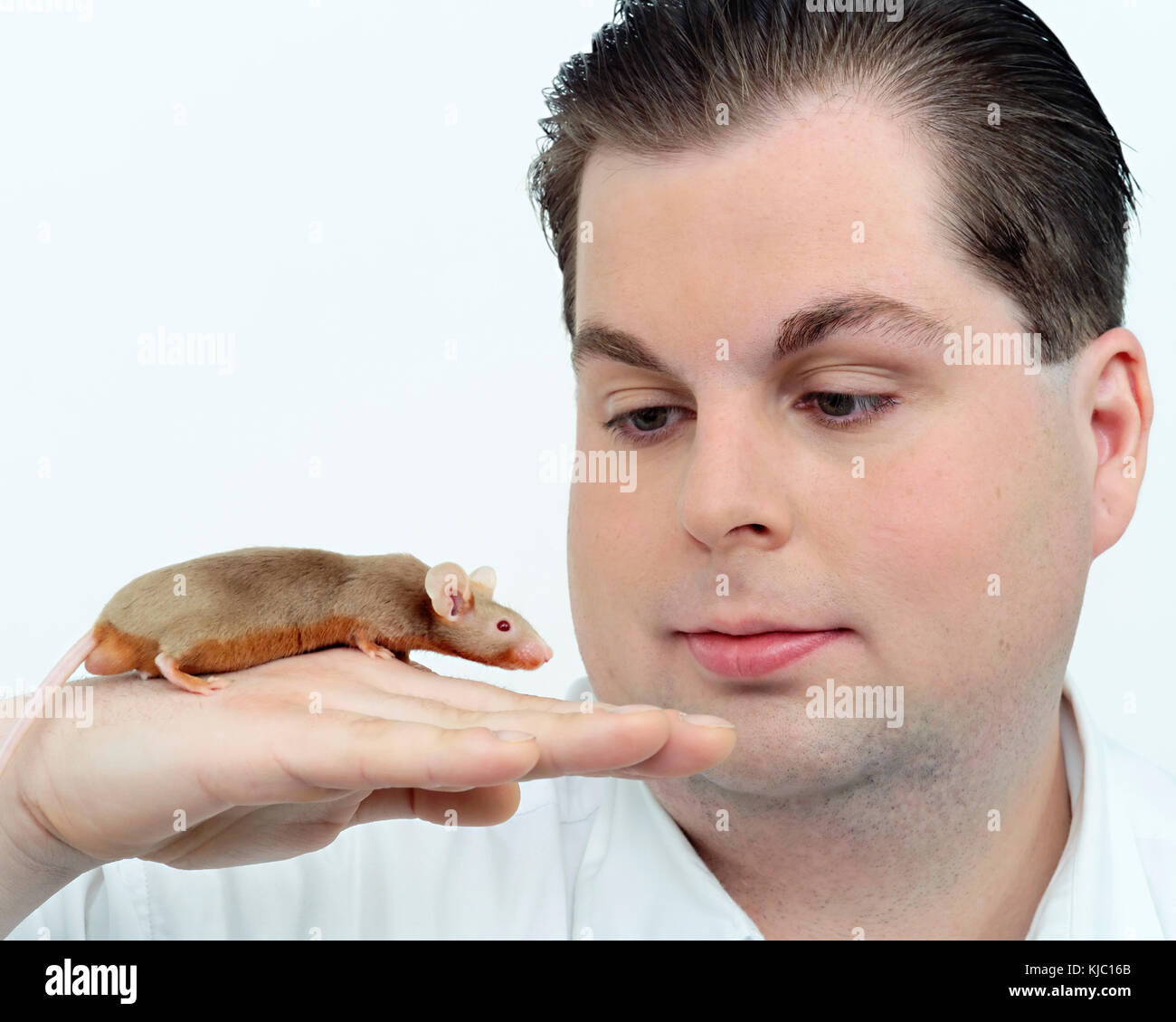 Rat on Man's Hand Stock Photo - Alamy