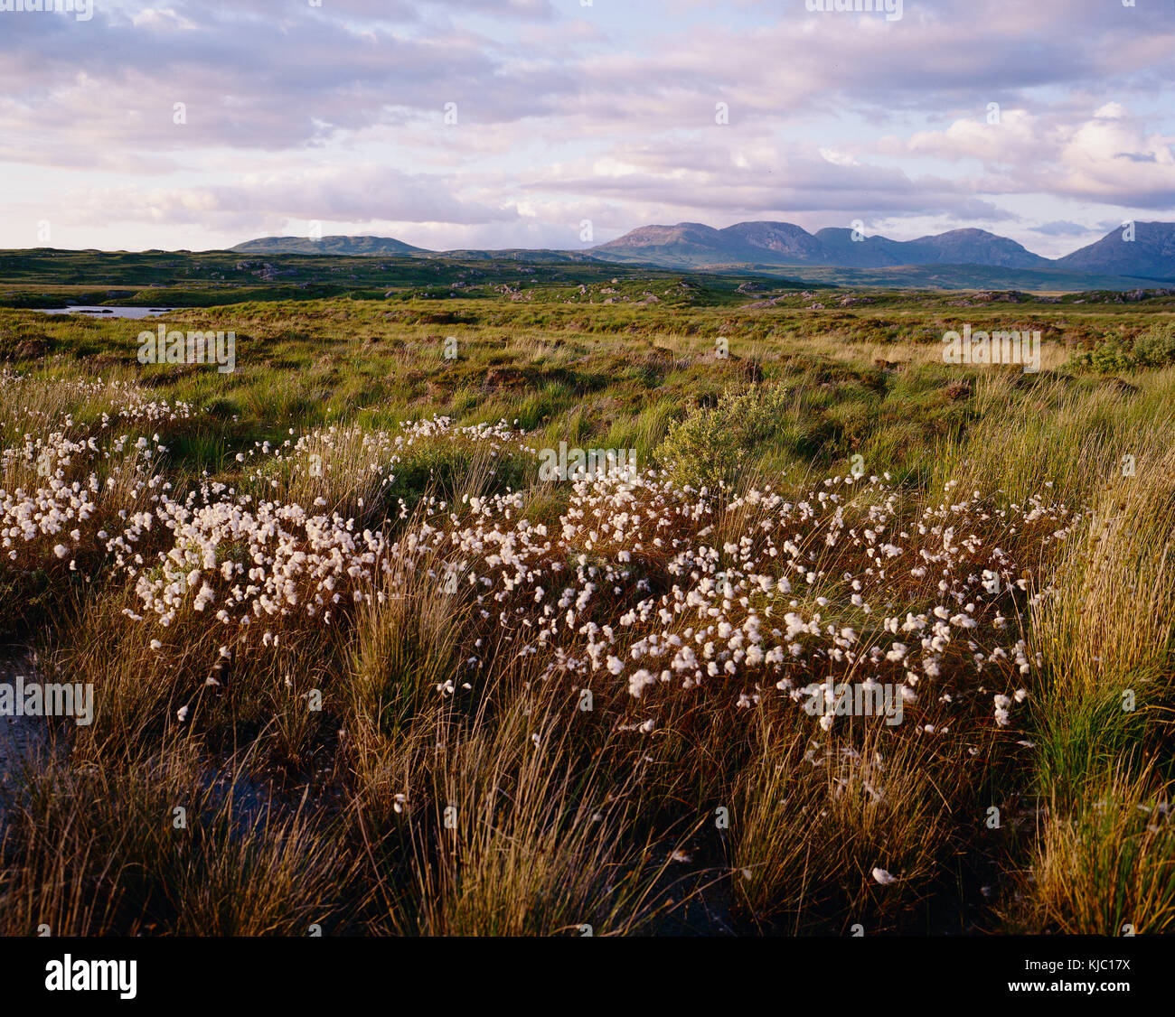 Irish bog images hi-res stock photography and images - Alamy
