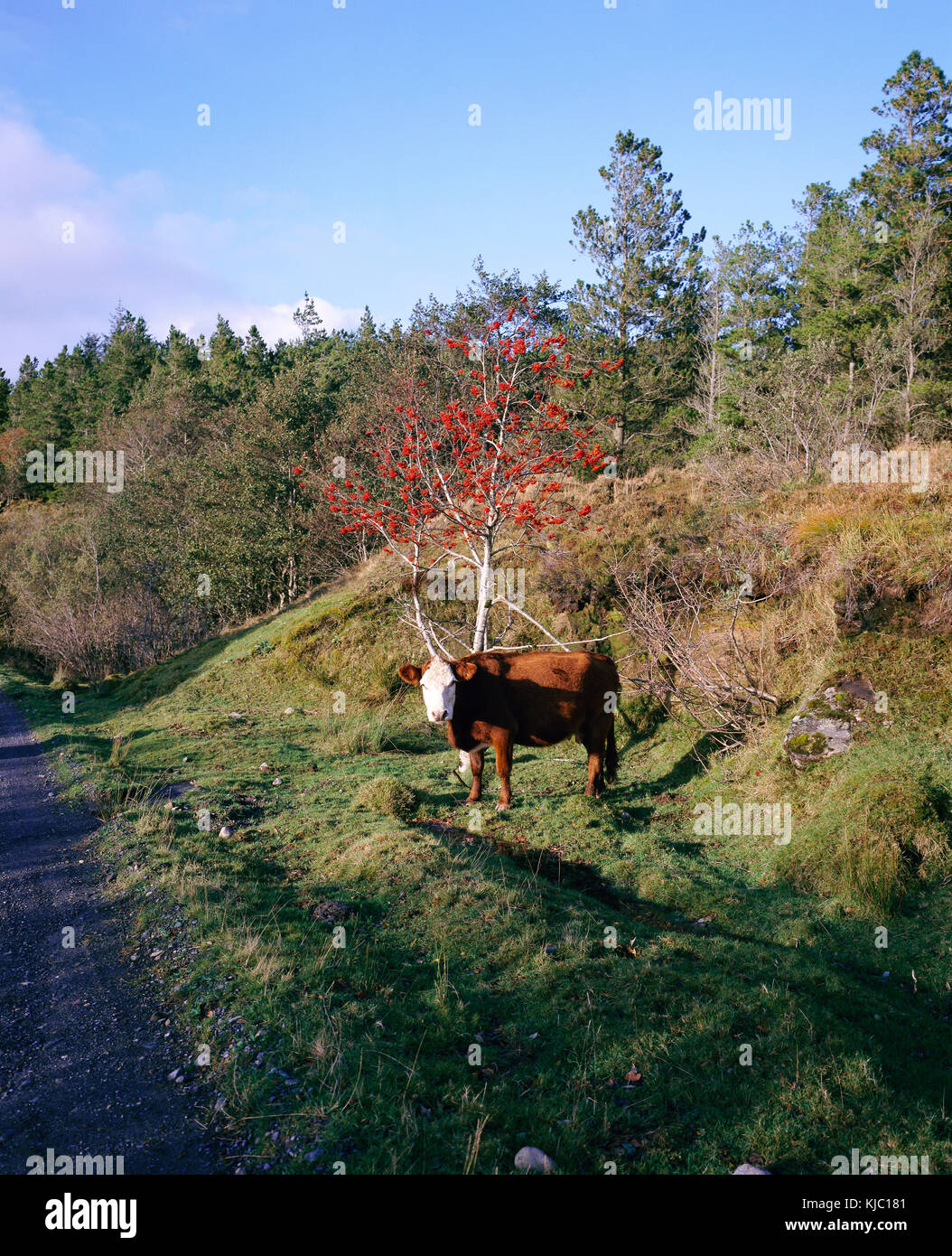 Cow, Nephin Drive, Ireland Stock Photo - Alamy