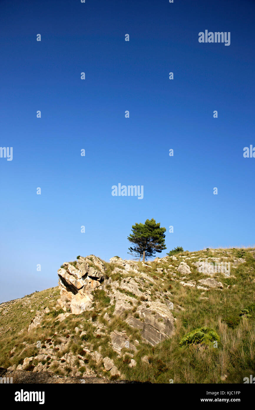 Lone Tree on Hill, Majorca, Spain Stock Photo - Alamy