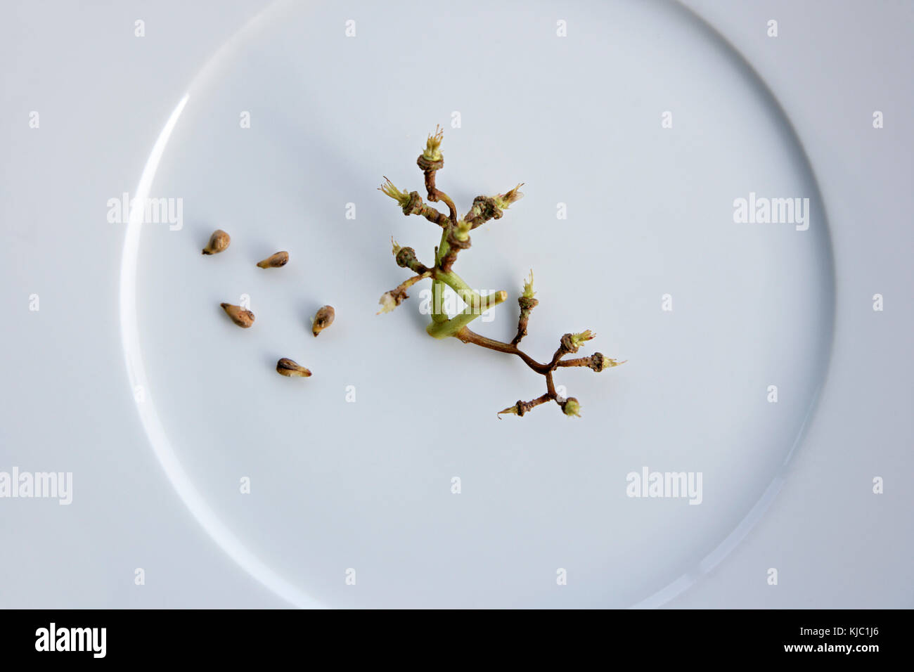 Still-life of Grape Seeds on Plate Stock Photo - Alamy