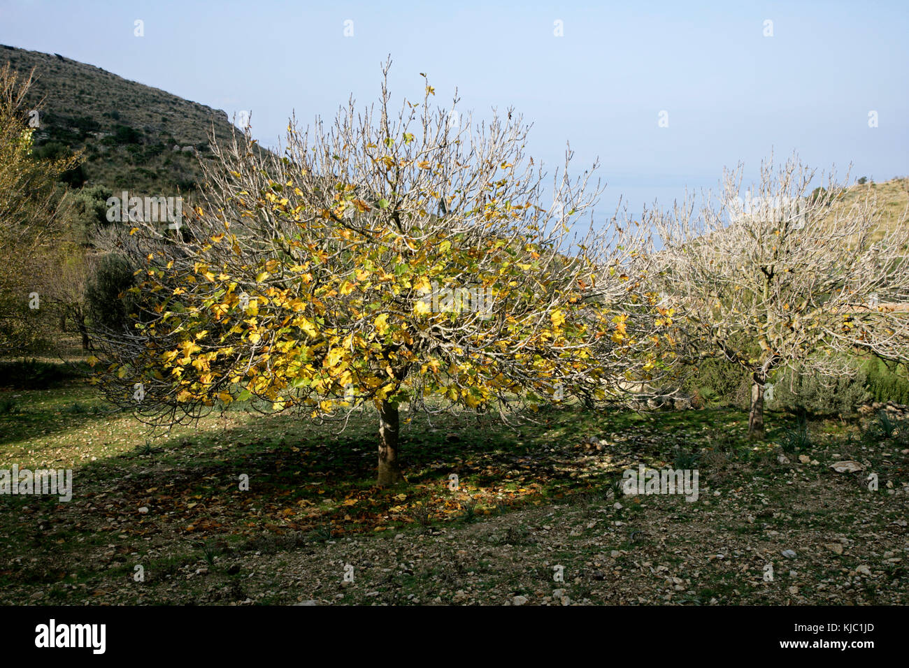 Fig Tree in Orchard, Majorca, Spain Stock Photo - Alamy