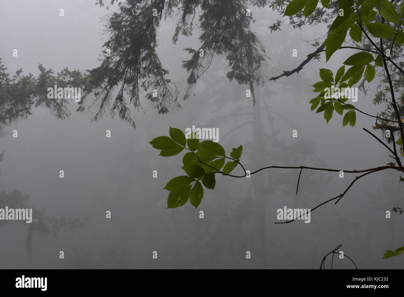 Plants in the fog hi-res stock photography and images - Alamy