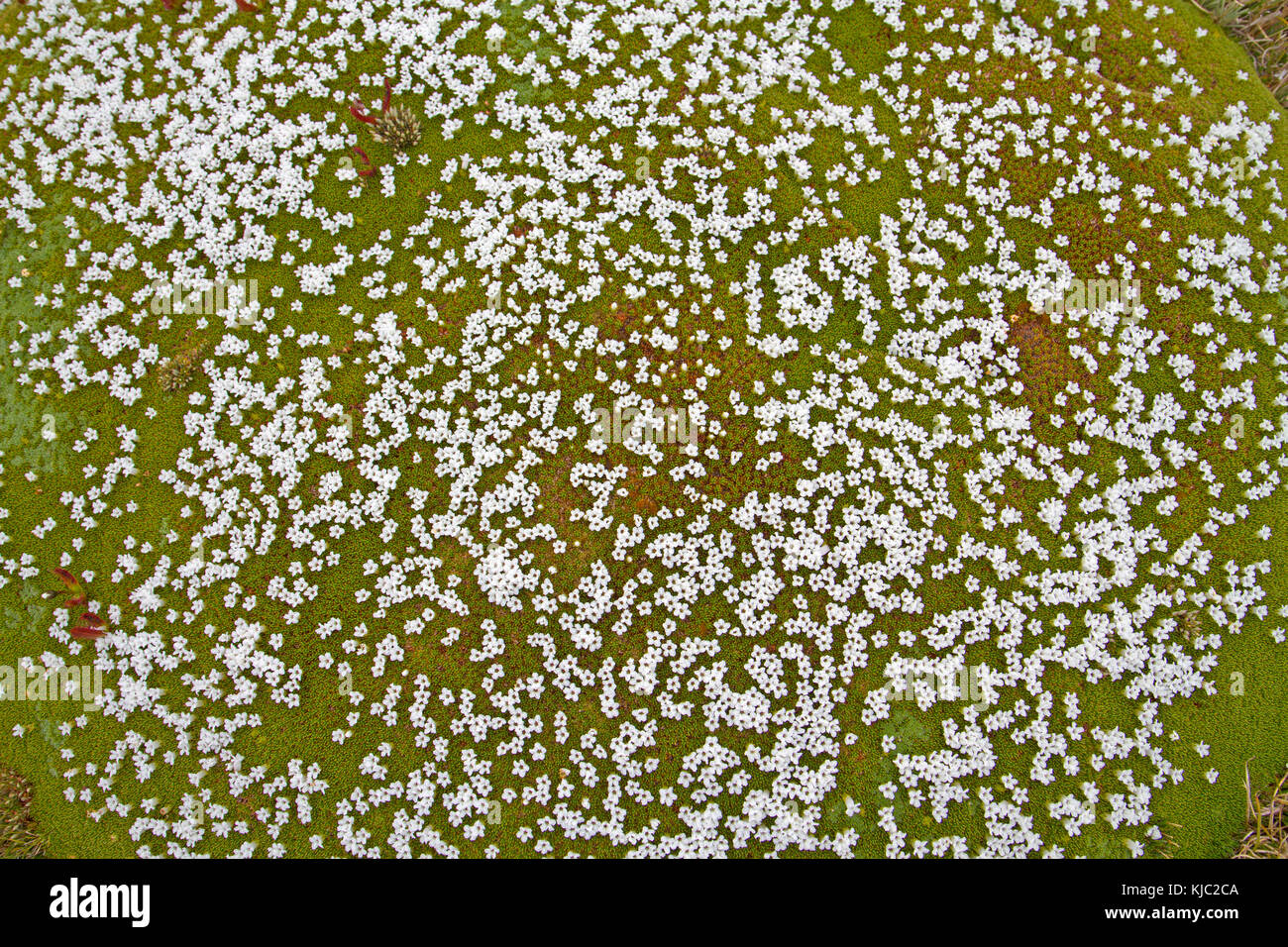 Flowering cushion plant Stock Photo - Alamy