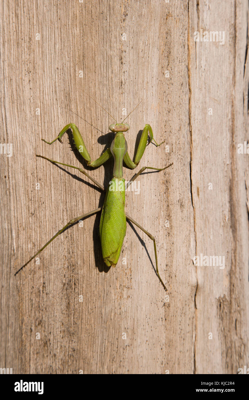 Praying Mantis Crawling High Resolution Stock Photography and Images ...