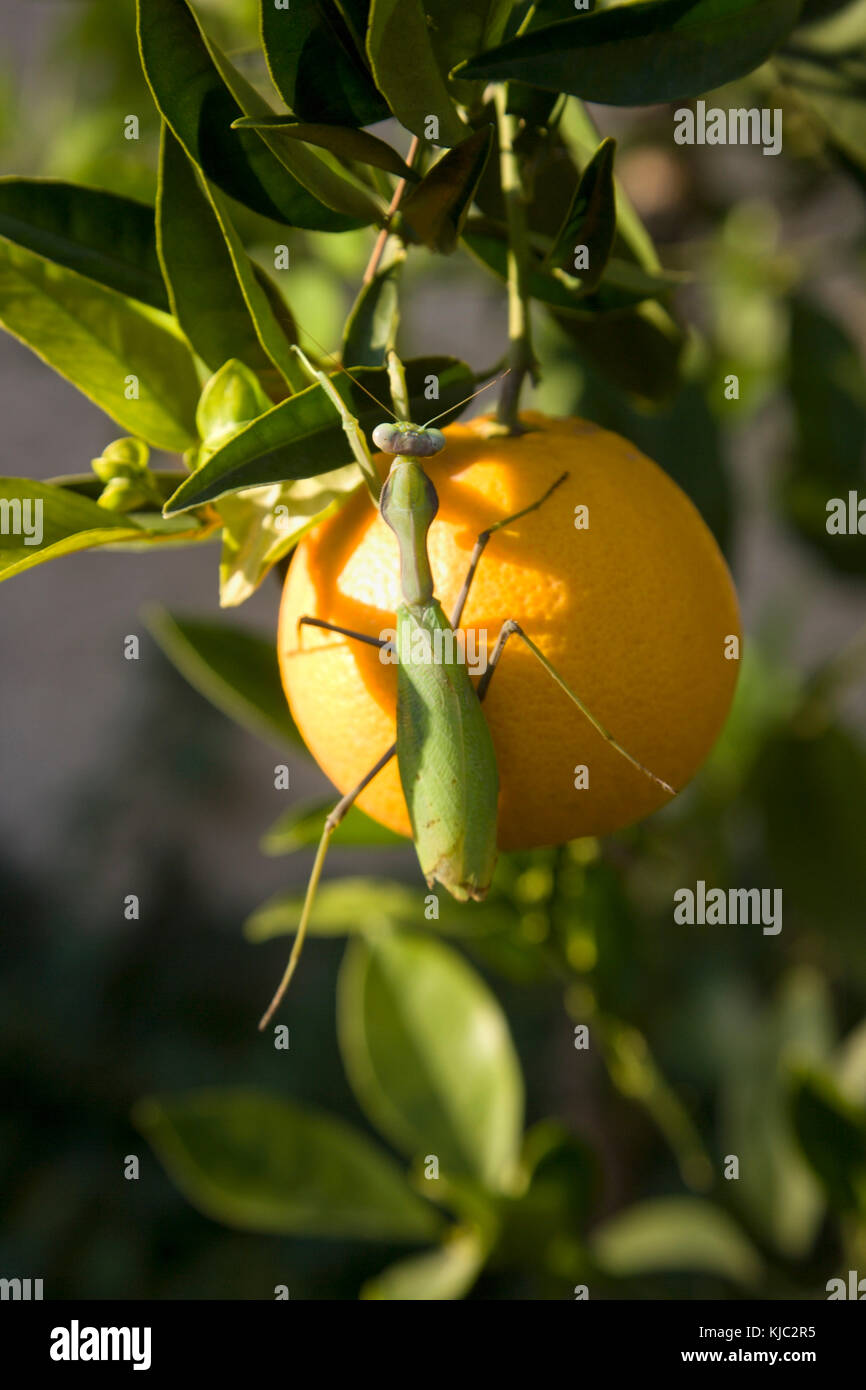 Praying Mantis on Orange Tree Stock Photo - Alamy