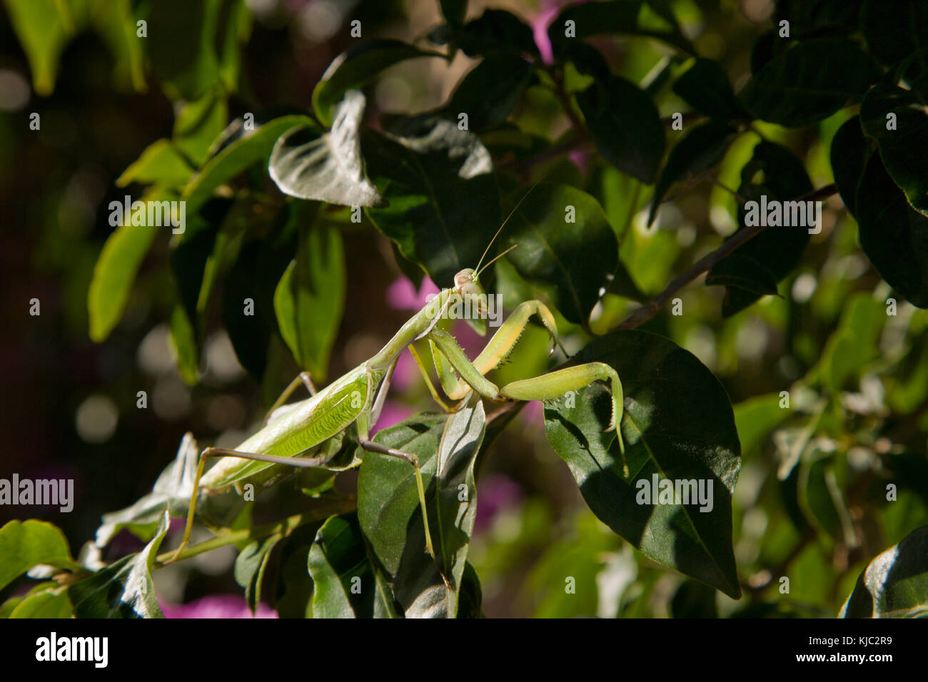Praying mantis climbing hi-res stock photography and images - Alamy