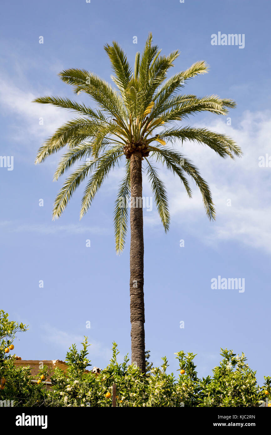 Blue image palm tree hi-res stock photography and images - Alamy