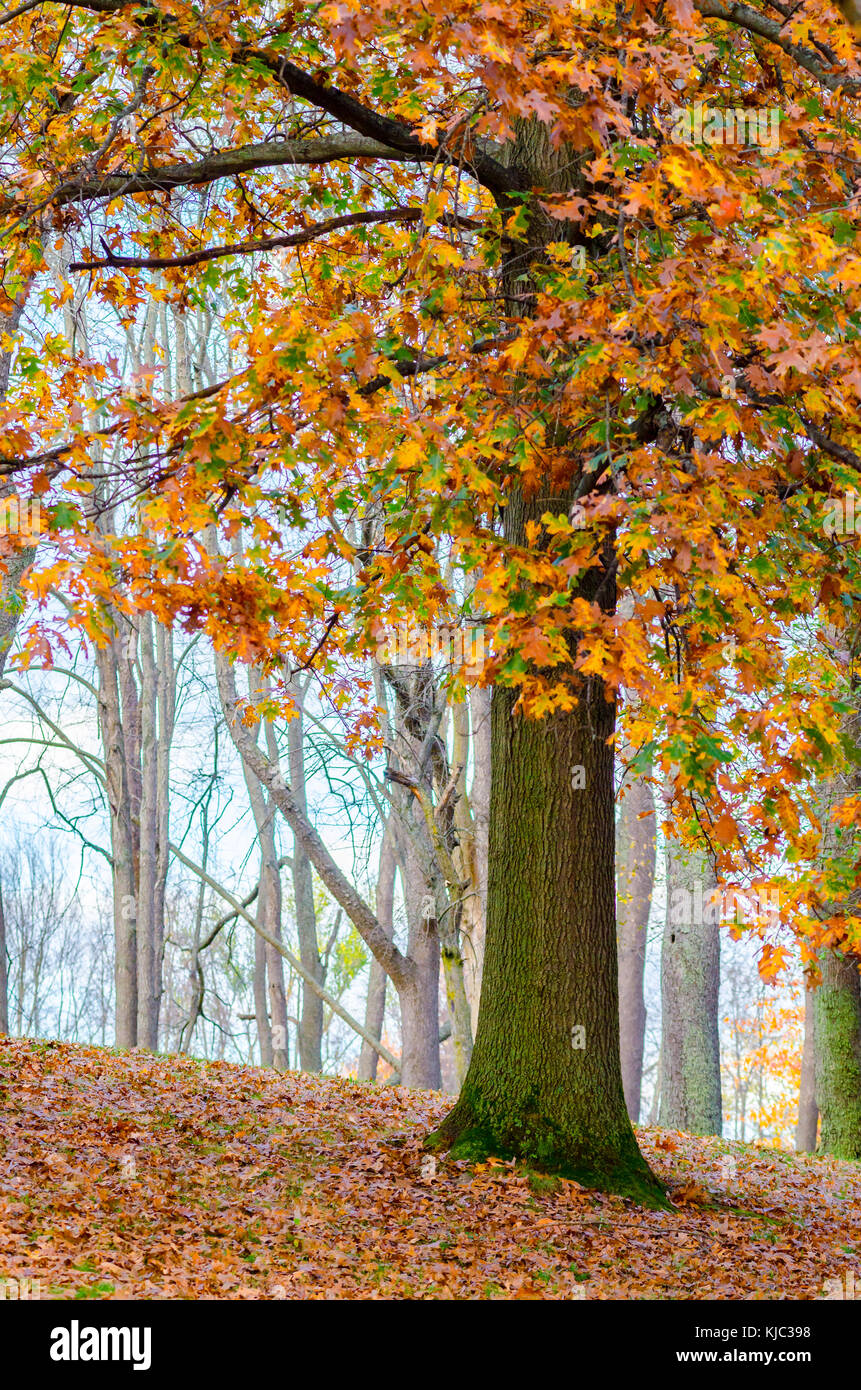An oak tree covered in red, orange and green leaves as the season ...