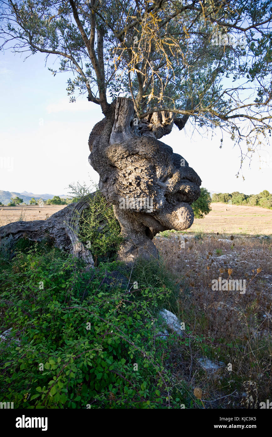 Old deciduous tree hi-res stock photography and images - Alamy