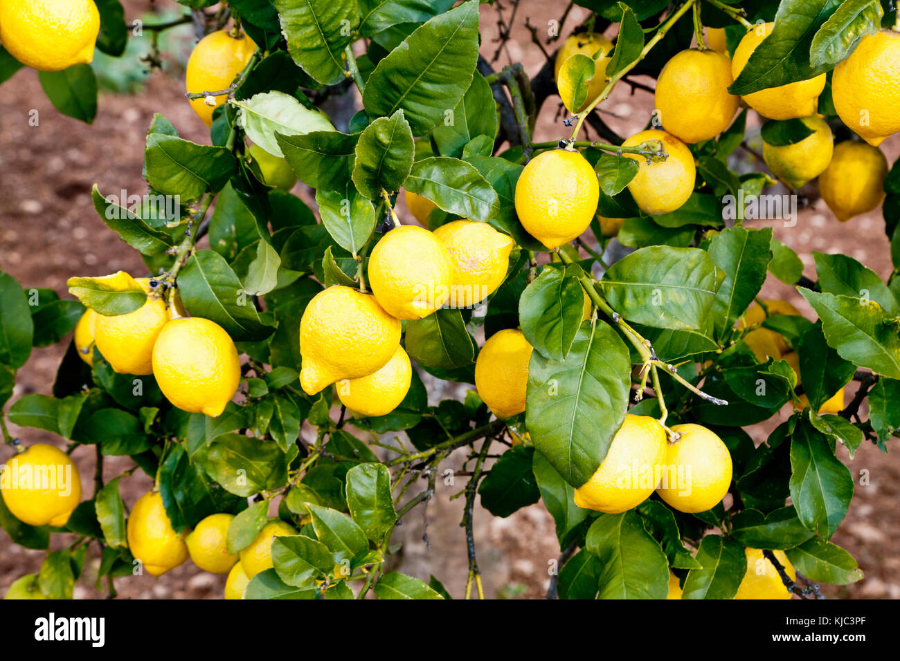 Close-Up of Lemon Tree Stock Photo - Alamy