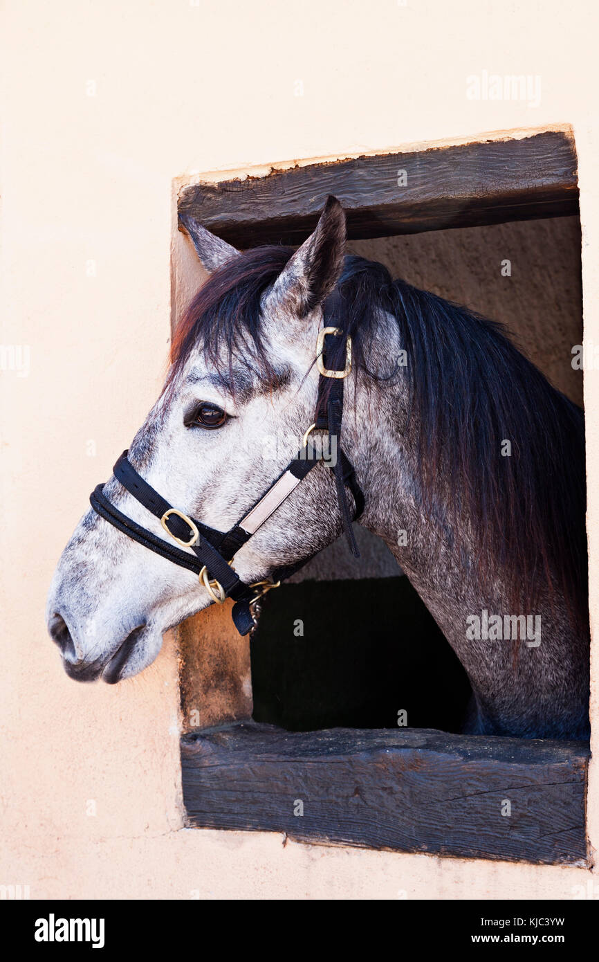 Horse Looking Out Stable Window Stock Photo - Alamy